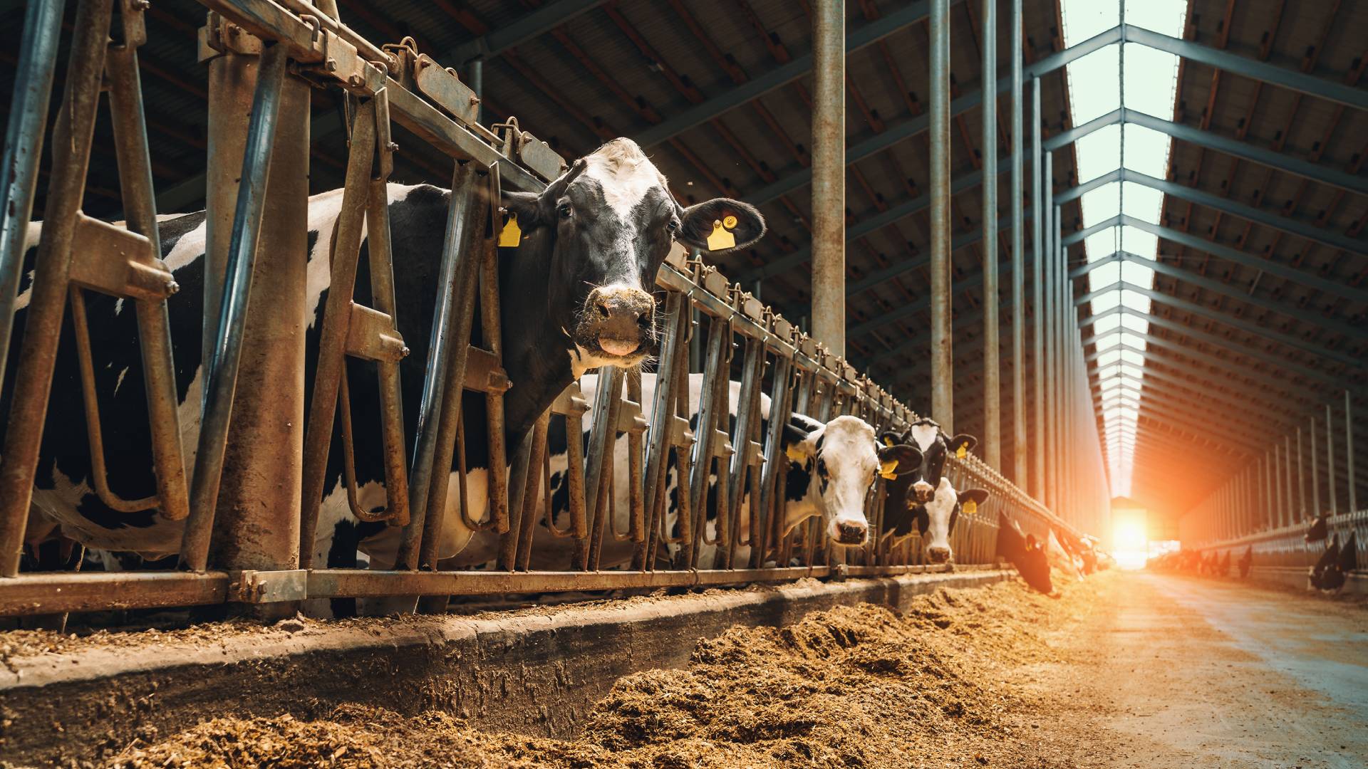 Farmers - The Grid Guard